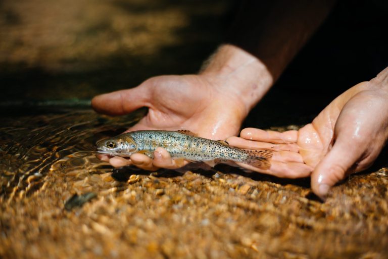 Colorado big game hunting and fishing licenses are now available for ...