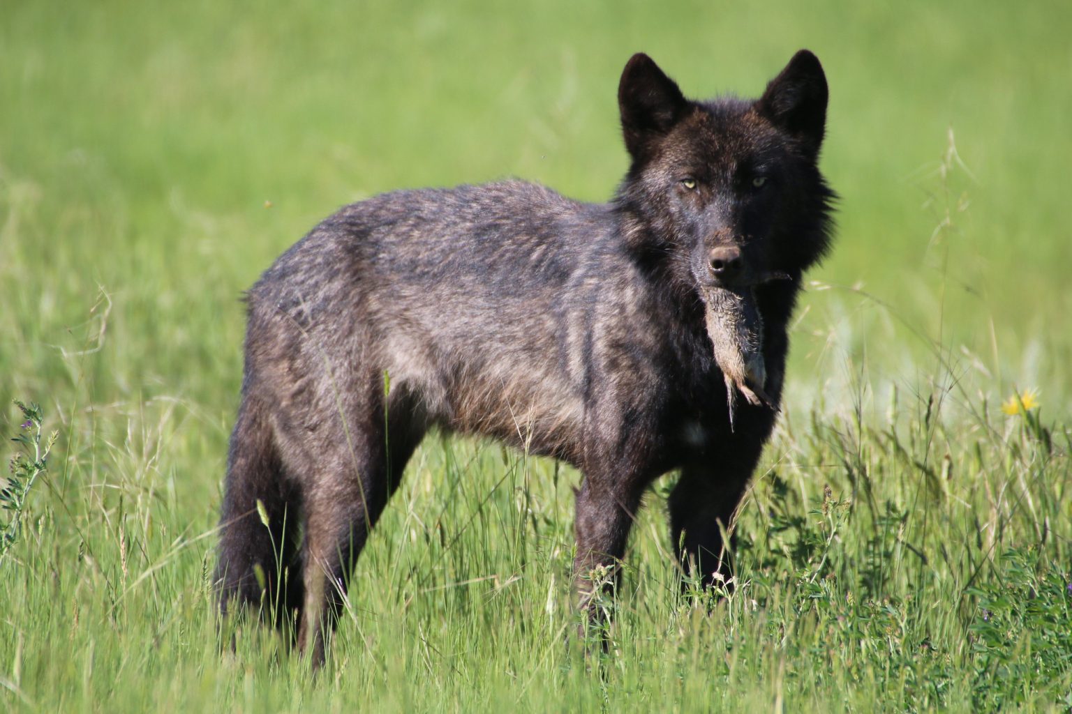 Feds open public comment related to data collection on Colorado’s gray ...