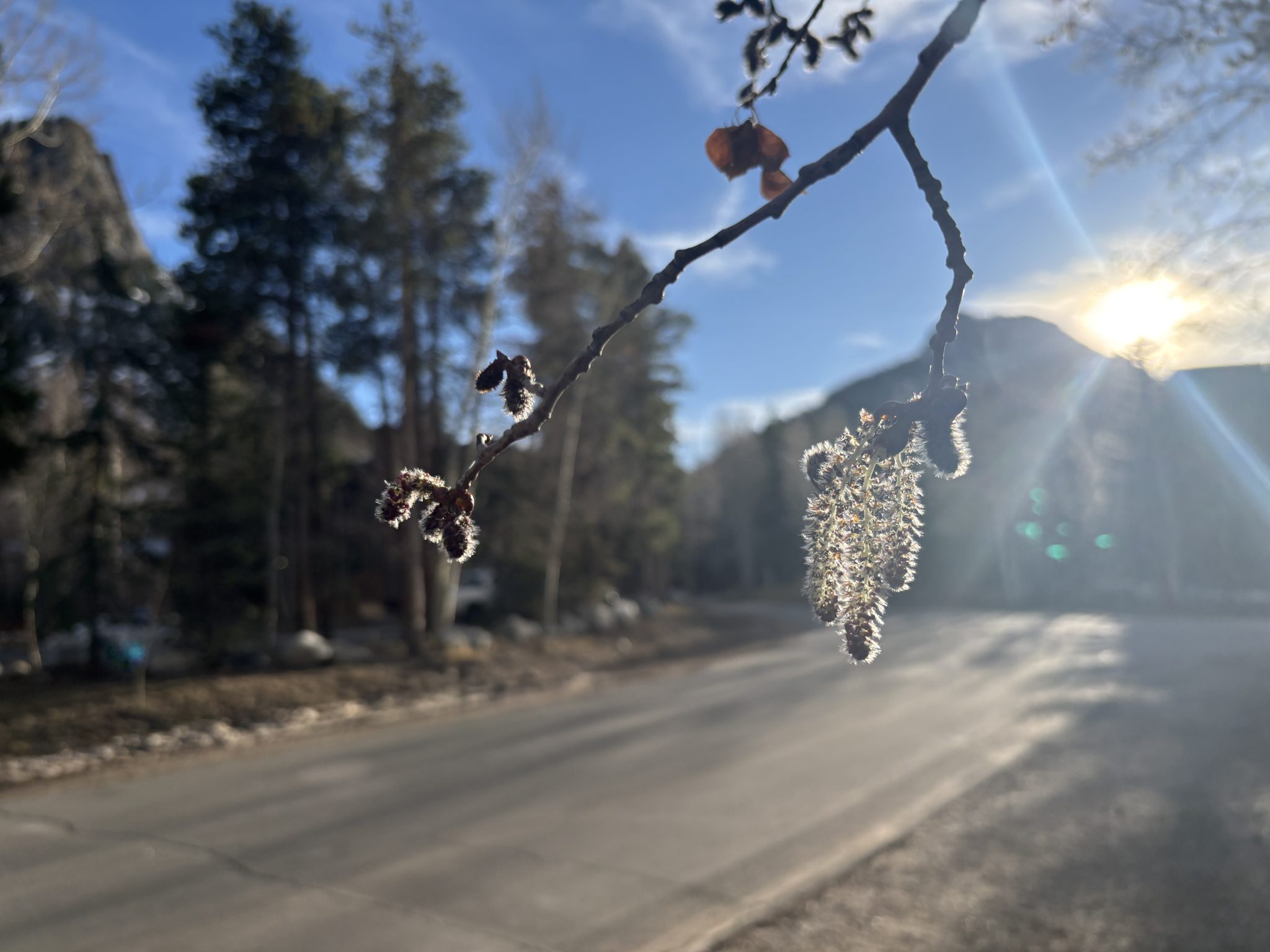 Spring has come 4 weeks early to parts of Colorado’s mountains as trees ...