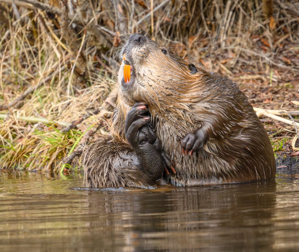 Get Wild: Beavers and beaver dam analogs to the rescue | SummitDaily.com