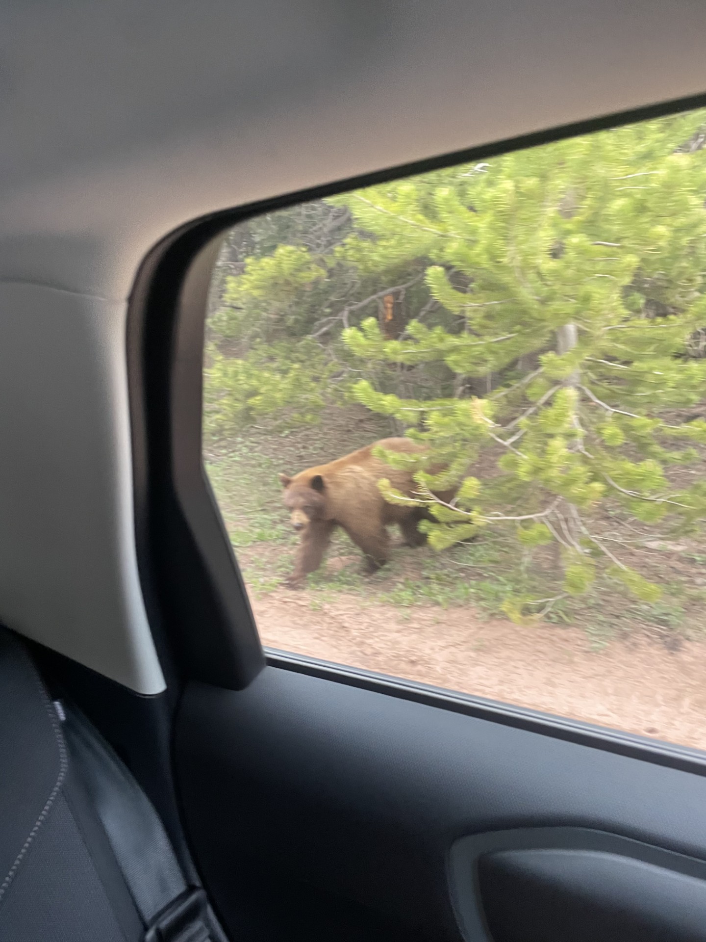 Mama bear breaks car windows at Boreas Pass campsite, steals backpacks ...