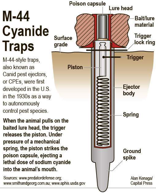 Federal cyanide traps return to BLM lands, including Pitkin County ...