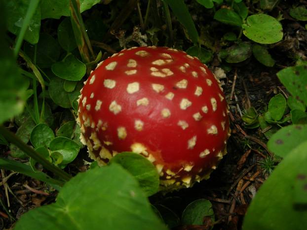 In Bloom: ‘shrooms | AspenTimes.com
