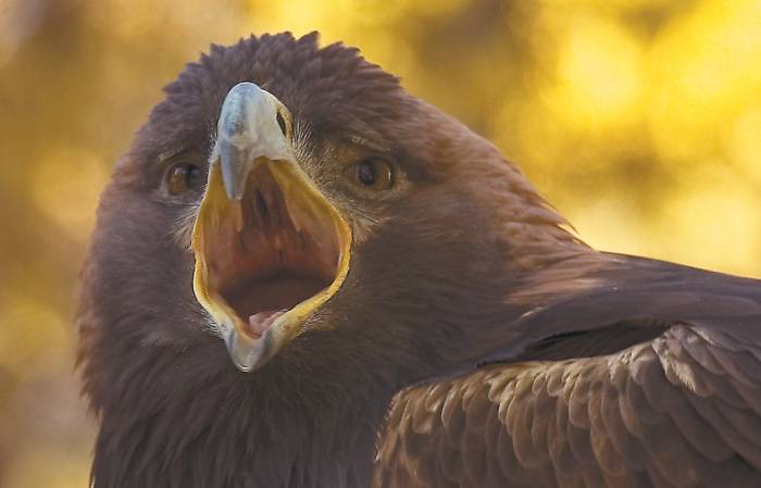 Talon show | AspenTimes.com