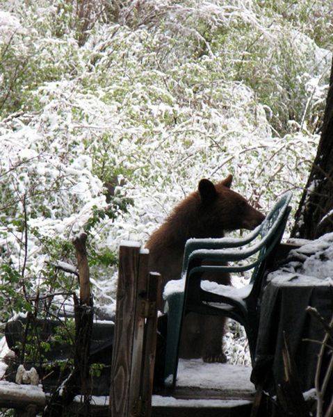 Wildlife officers question suspect in bear shooting | AspenTimes.com