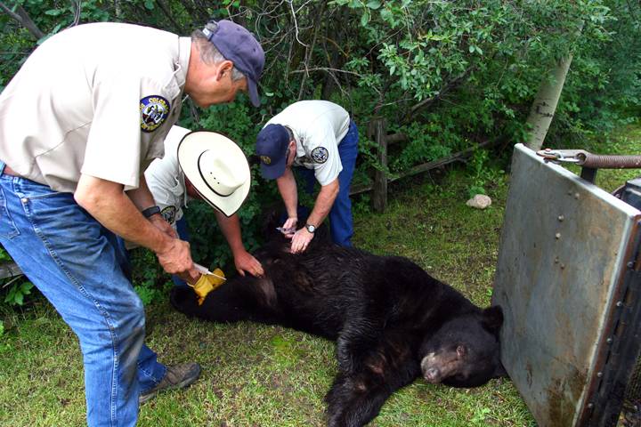 Another dead bear | AspenTimes.com