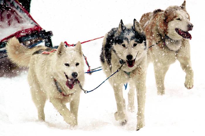 Animals, mushers feel the pull of sled-dog racing | AspenTimes.com