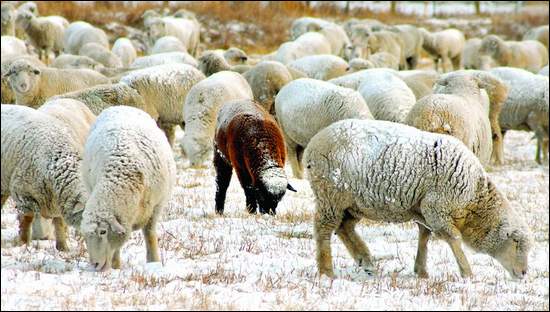 Snow white | AspenTimes.com