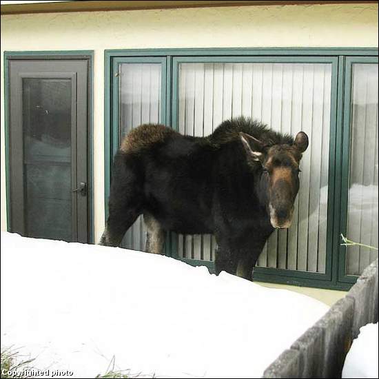 Drugged moose carried through Vail house | AspenTimes.com