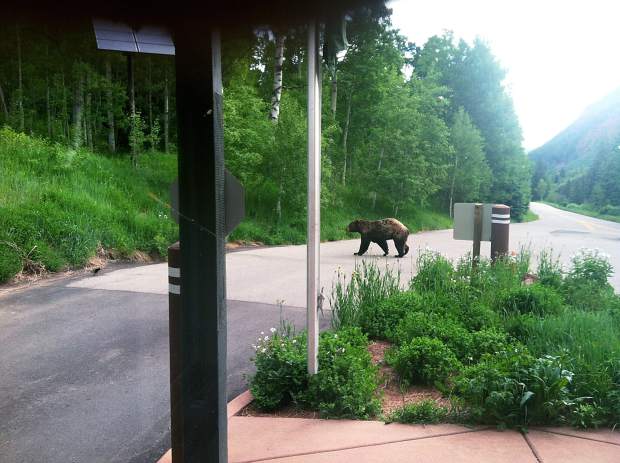 Spike in bear incidents spurs Aspen Ranger District to create ...