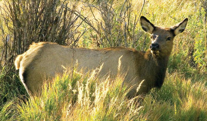 A hunter remembers his first elk | AspenTimes.com
