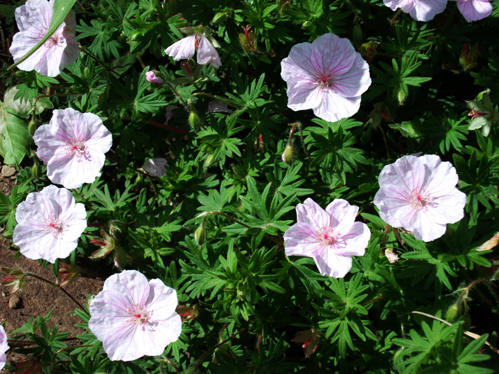 In the garden: True geraniums | AspenTimes.com