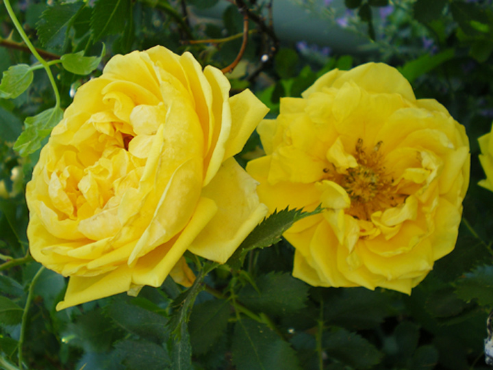 In the garden: Roses and their companions | AspenTimes.com