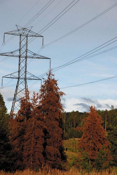 Feds want forest input on Colorado powerlines | AspenTimes.com