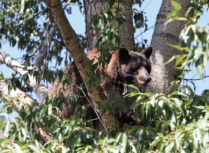 Bears keep Aspen police busy, tourists enthralled | AspenTimes.com