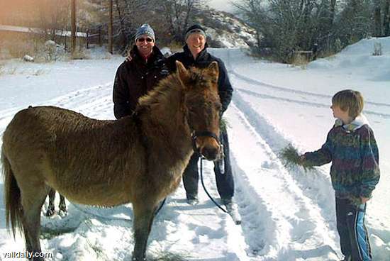 Nativity scene donkeys escape to Eagle-Vail | AspenTimes.com