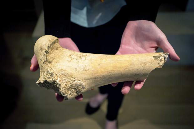 Rediscover the ‘Snowmastodon’ dig | AspenTimes.com
