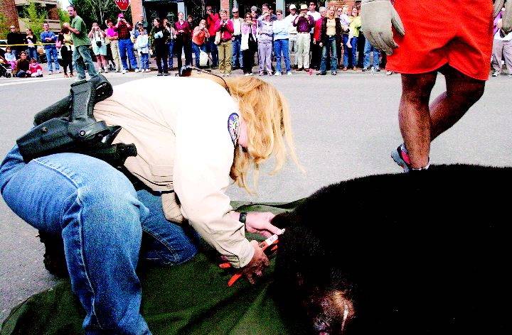 Popcorn Bandit gets bum’s rush | AspenTimes.com