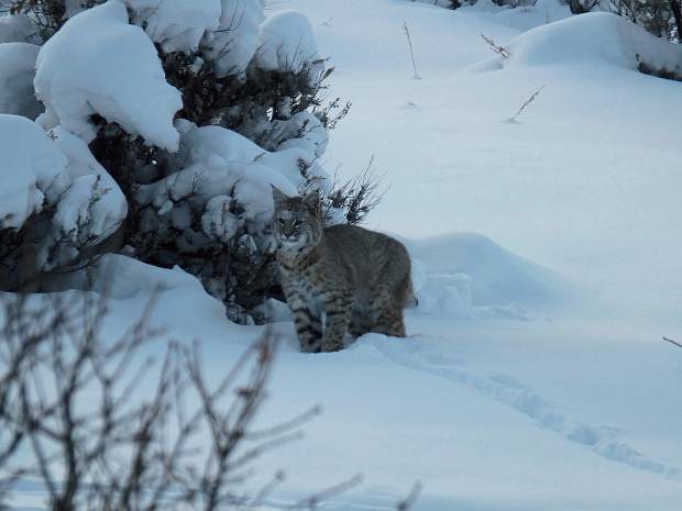 Photo: Snow cat | AspenTimes.com