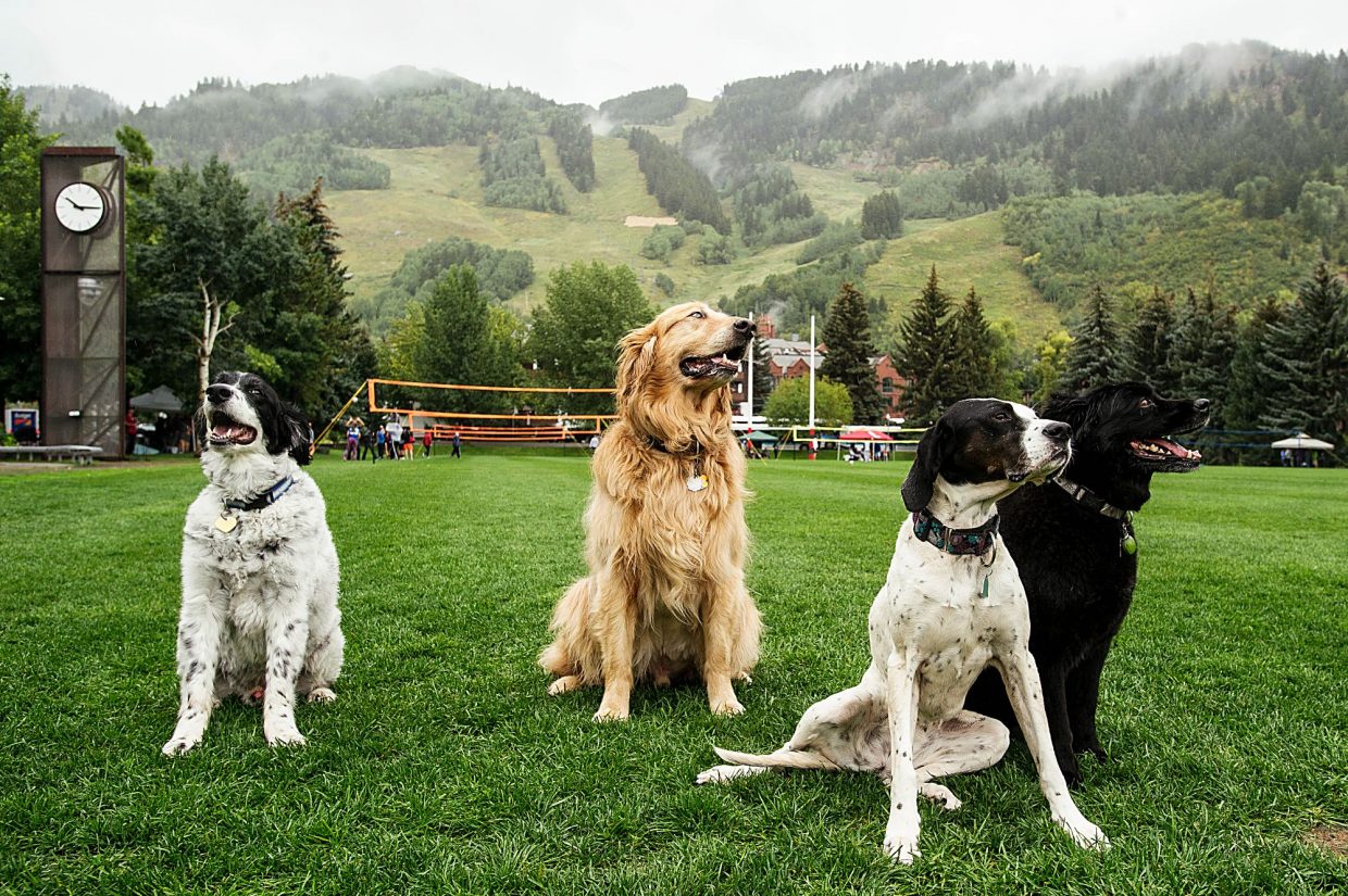 After recent death of a dog in Rifle, Aspen police warn of unattended ...