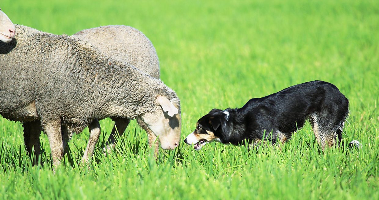 Sheep and the dogs that herd them return to Strang Ranch | AspenTimes.com