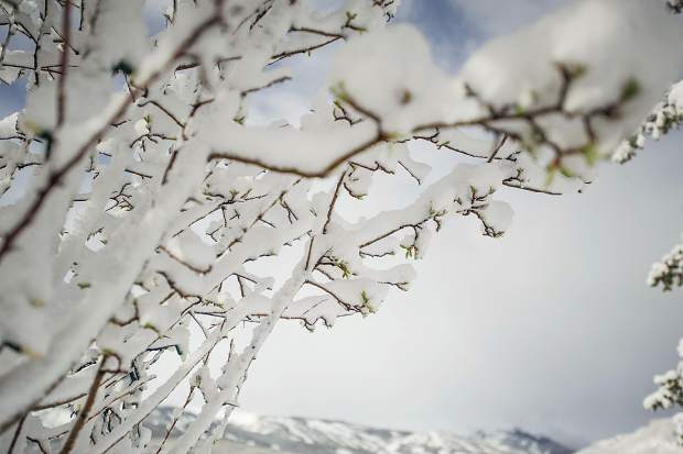 Photos: Overnight snow makes for nice morning blanket | AspenTimes.com