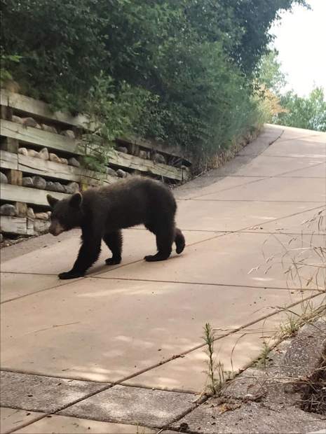 Bears in Aspen up this year with lack of natural food sources ...