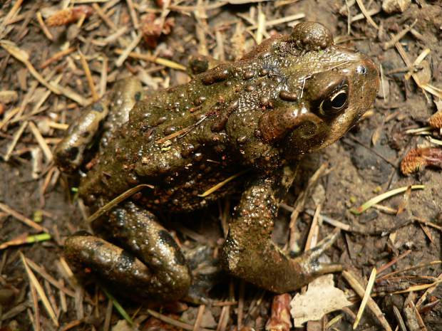 High-altitude Colorado toad left unlisted as endangered species ...