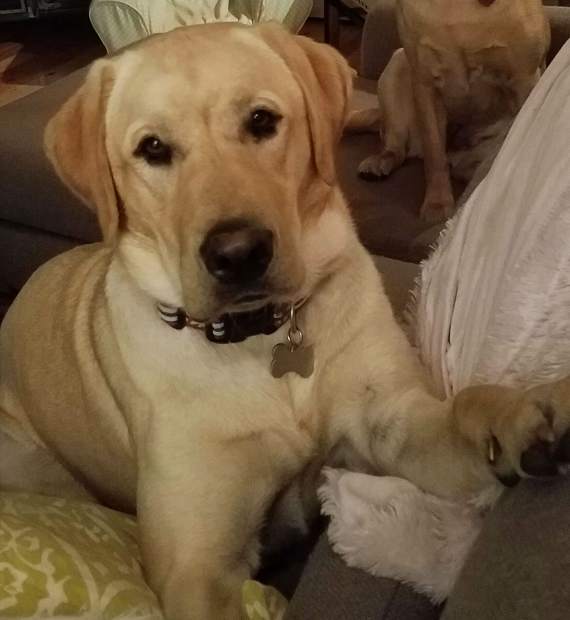Yellow lab shot and killed; Pitkin County Sheriff’s Office ...