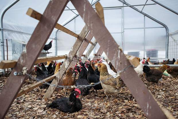 Pulling one over on Old Man Winter at midvalley’s Rock Bottom Ranch ...