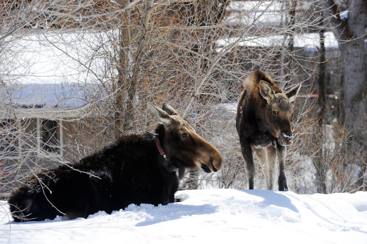 Researchers keep eye in the sky on Steamboat Springs moose population ...