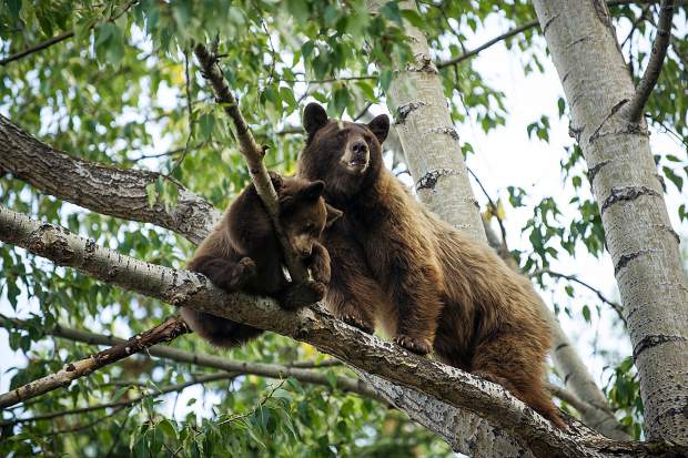 Aspen’s bear debacle last year prompts strategy change for this summer ...