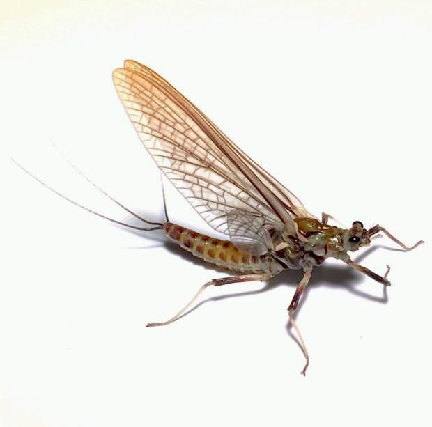 Dry-fly tips for the Fryingpan | AspenTimes.com