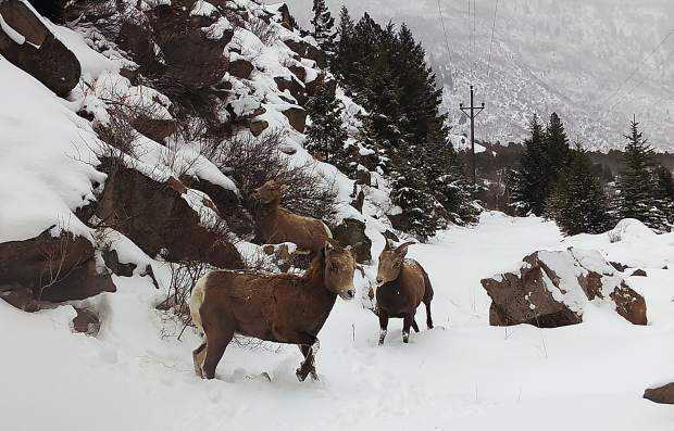 Crystal trail debate could lead to meaningful effort to save bighorn ...