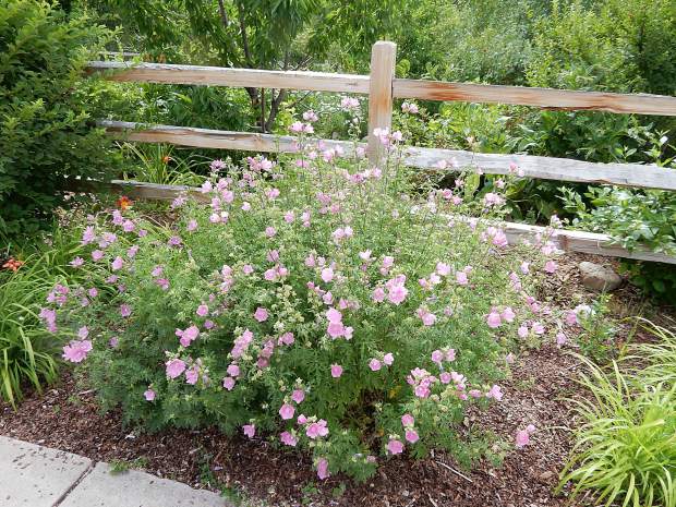 Edible garden blossoms into one of Basalt’s most intriguing parks ...