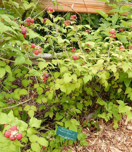 Edible garden blossoms into one of Basalt’s most intriguing parks ...