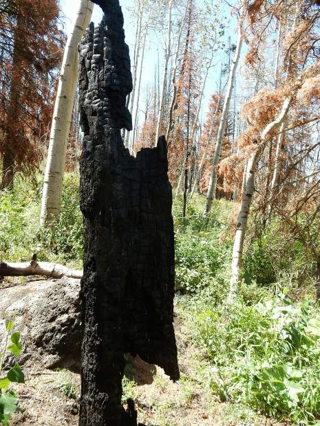 Remarkable recovery: Many areas on Basalt Mountain bouncing back ...