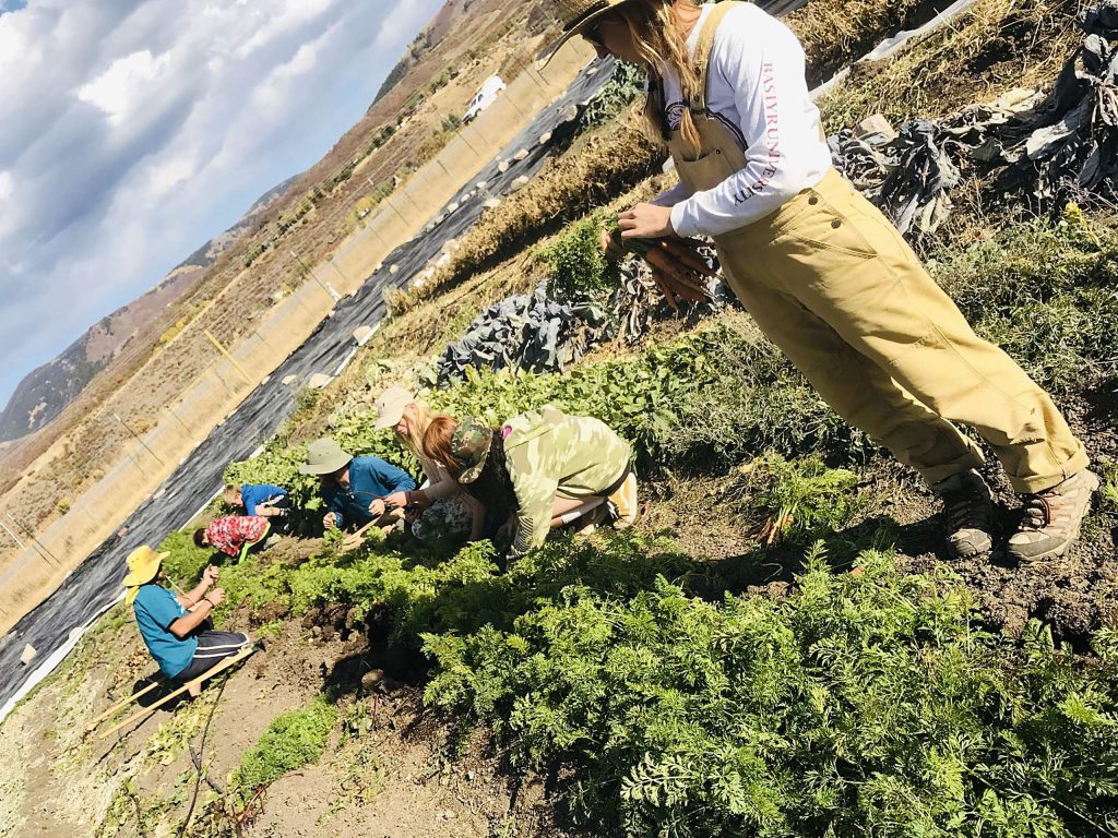 Aspen’s annual Farm-to-Table feast goes virtual this year to deal with ...