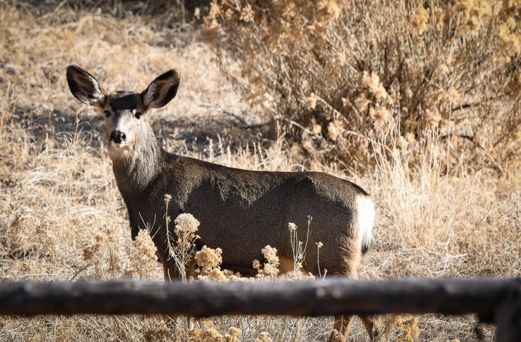 Tips for safely navigating winter wildlife encounters on wet roads ...