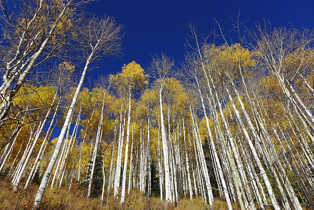 Researchers: Aspen forests now battling warmer weather, wildlife ...