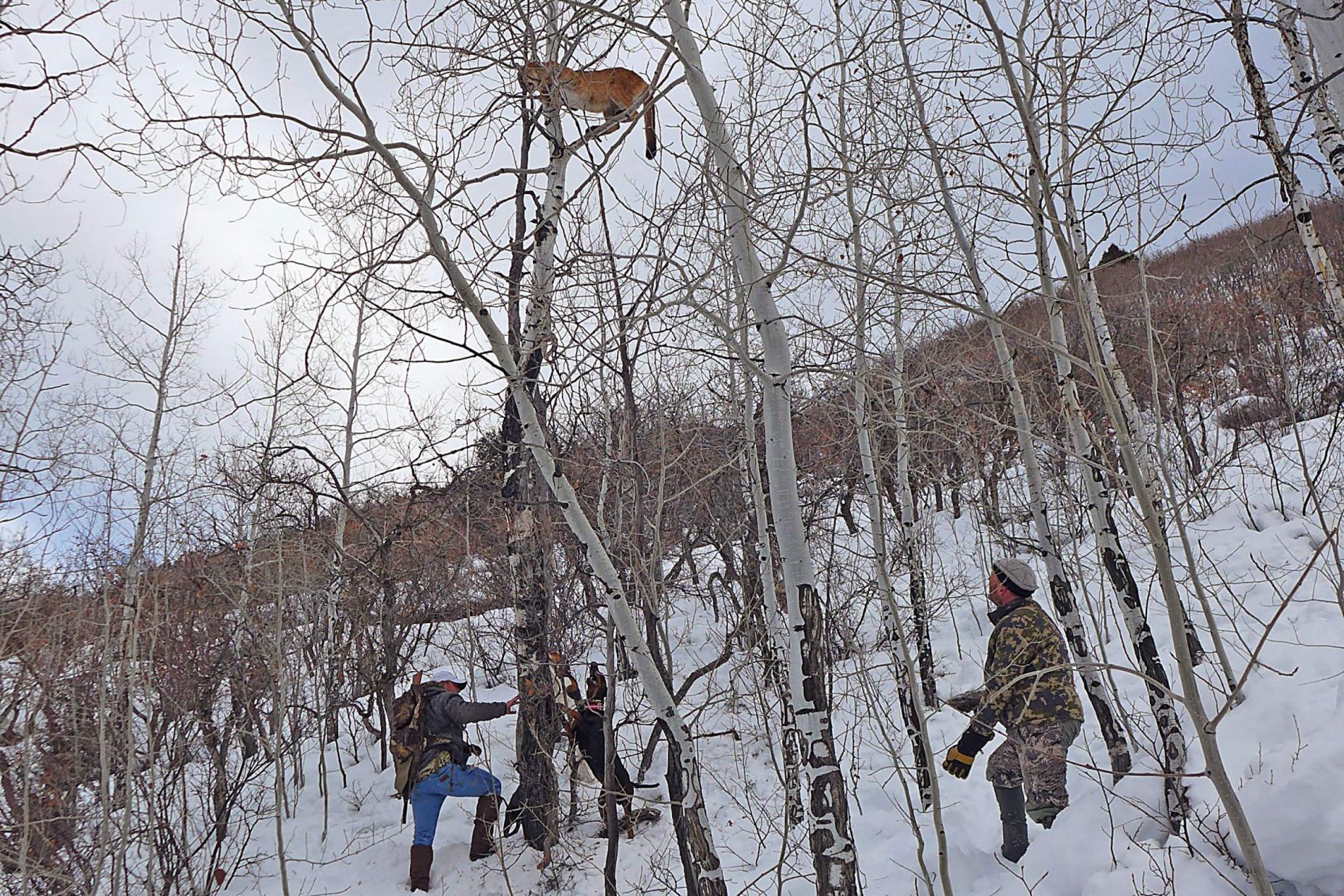 Mountain-lion hunting expands near Aspen; hope is to lessen conflicts ...