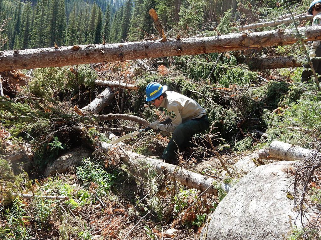 Aerial survey shows Aspen area’s fir trees are on the menu for beetles ...