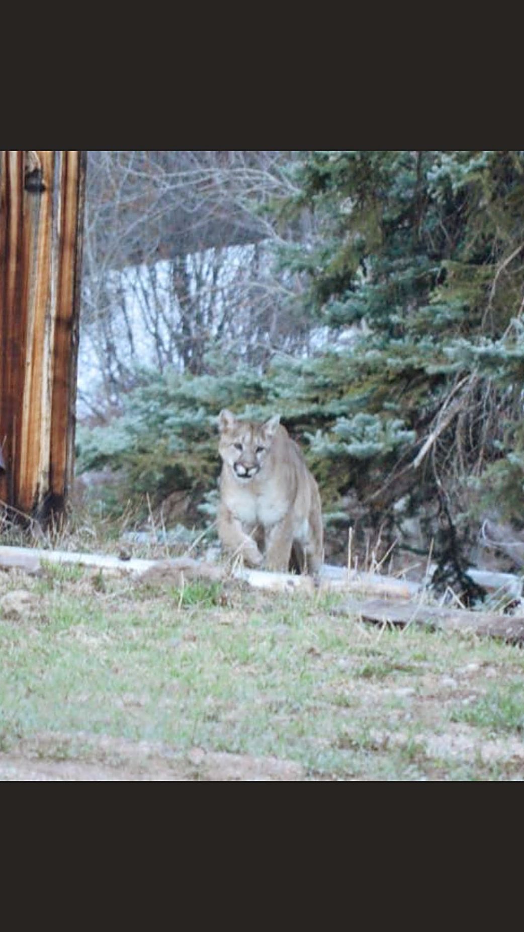 CPW: Plan emerging to counter mountain lion problems in Basalt ...