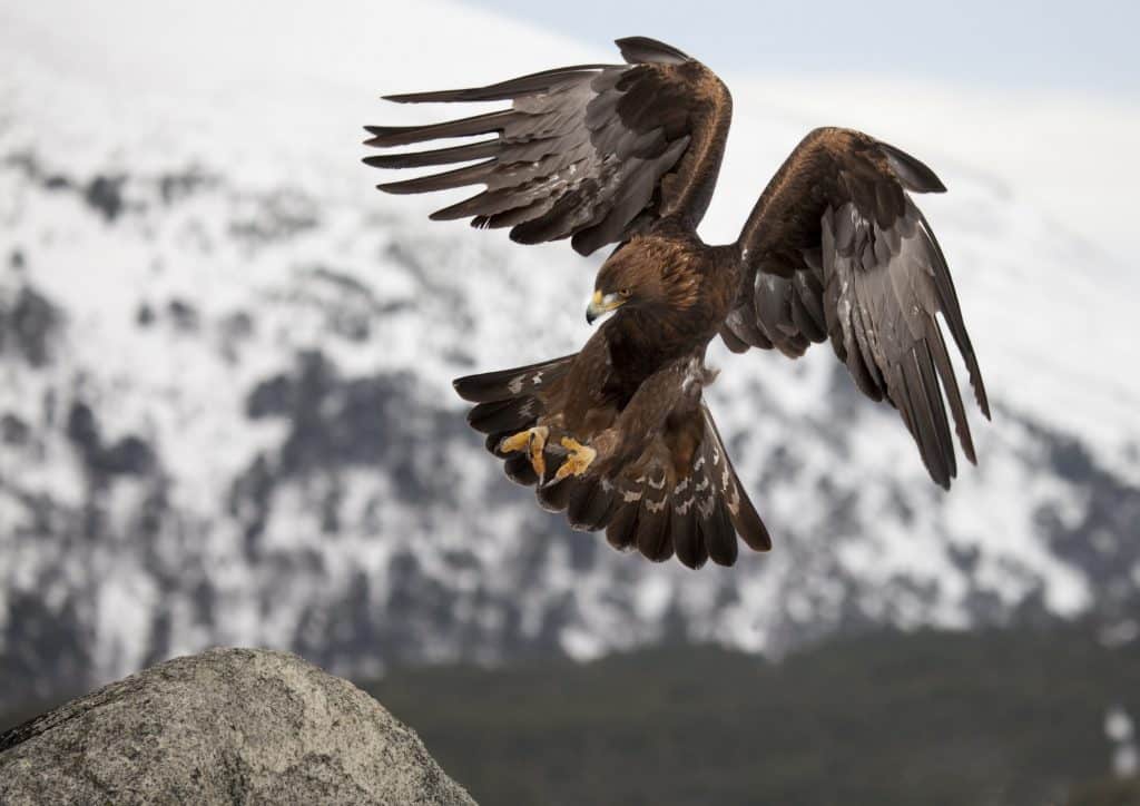 Golden Eagle Landing