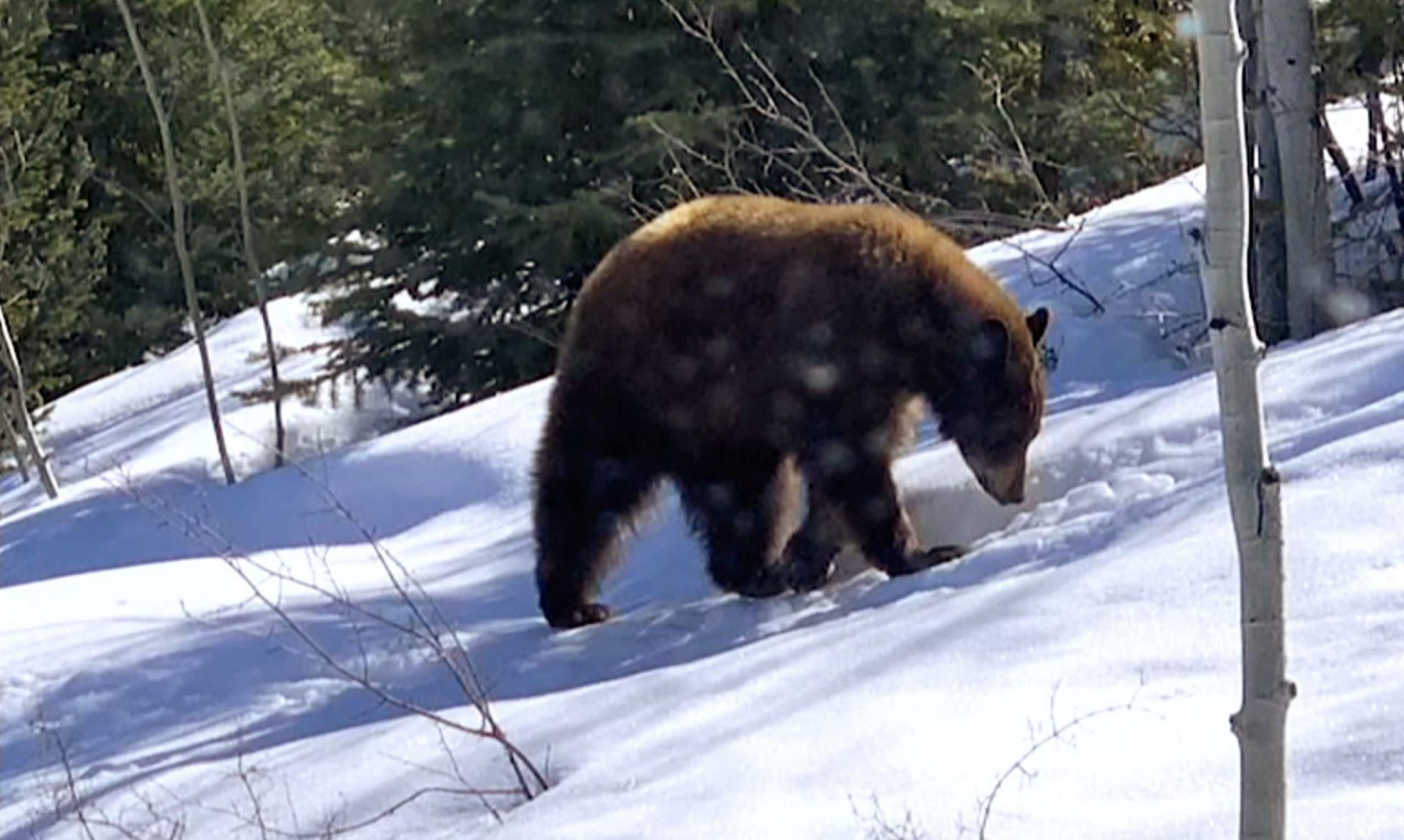 Bears are out in Snowmass; police encourage starting wildlife safety ...