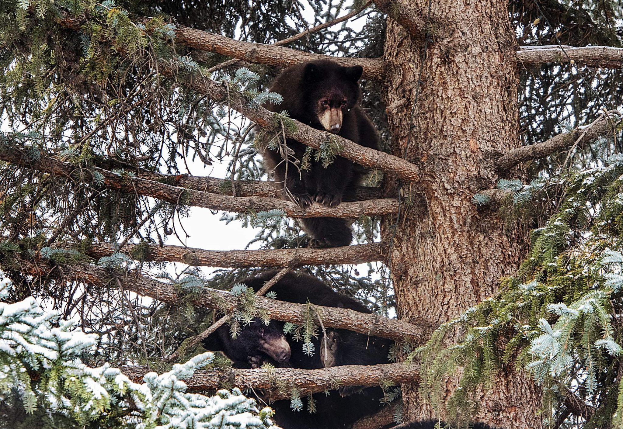 With bears emerging in Aspen area, humans need to start securing food ...