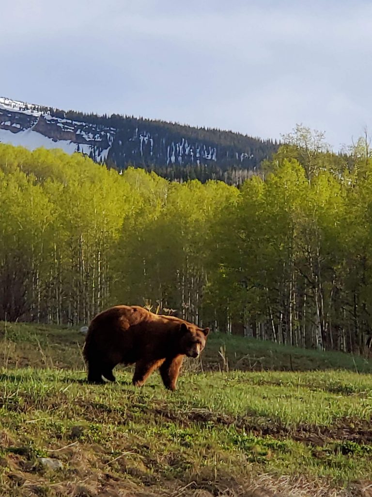 Photos: Aspen Misc., May 17, 2020 | AspenTimes.com