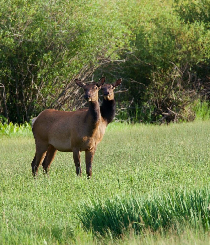 Photos: Aspen Misc. for July 19, 2020 | AspenTimes.com
