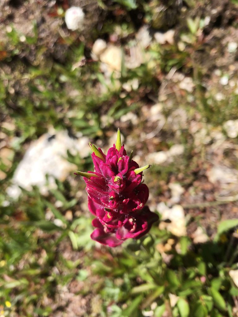 In Bloom: Painting a Pretty (Complex) Picture | AspenTimes.com