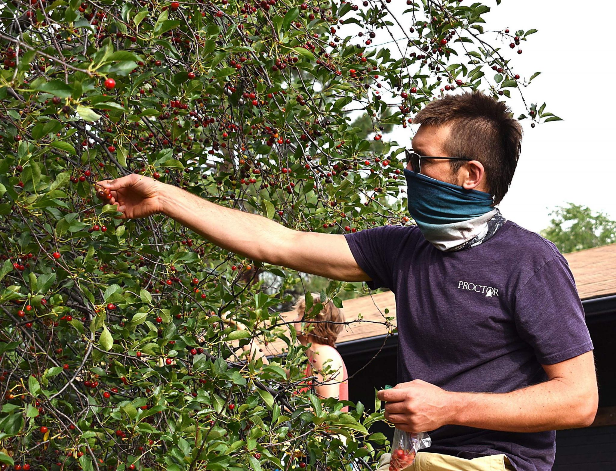 Backyard fruit tree gleaning helps area, including reducing bear-human ...